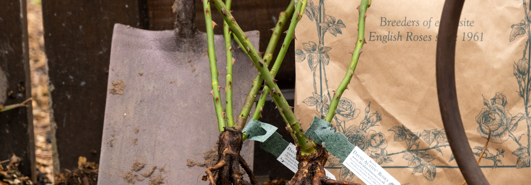Benefits of Seasonal Bare Root Roses | David Austin Roses