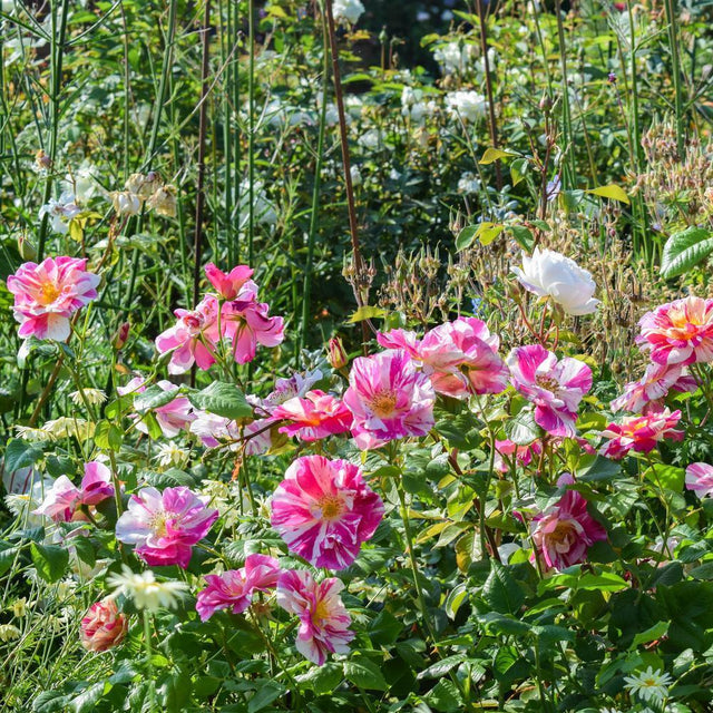 The King's Rose (Ausa27a16) | English Shrub Rose | David Austin Roses