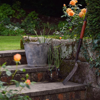 Patio Roses - Small Roses - Type
