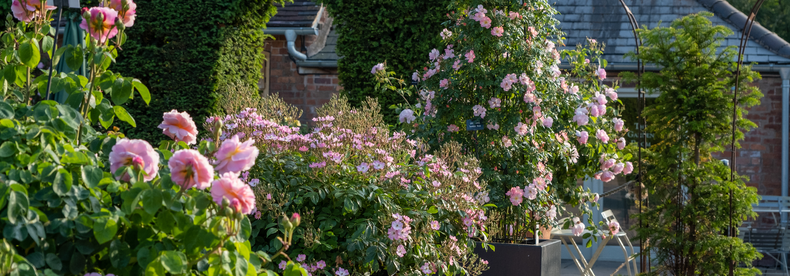 The Basics of Growing Roses | David Austin