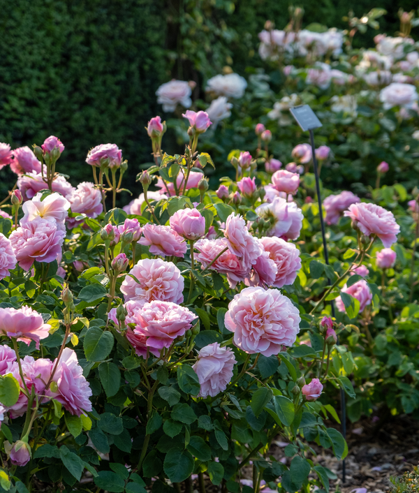 The Joy of Growing Roses: The basics for beginners
