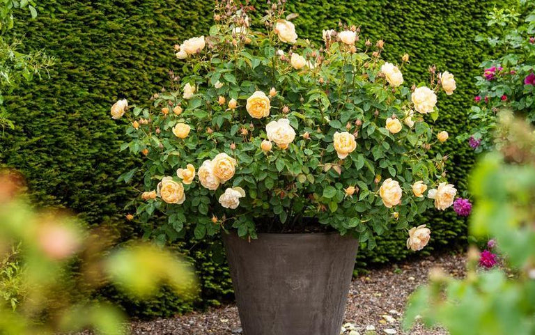 Roses for Pots and Small Spaces | David Austin