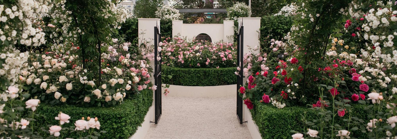 A Look Back at Chelsea 2025: Notes from the garden path | David Austin