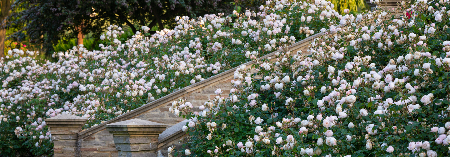 Planting Elegant White English Roses