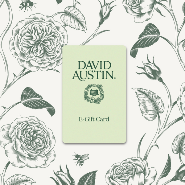 Roses Gift Card | David Austin Roses
