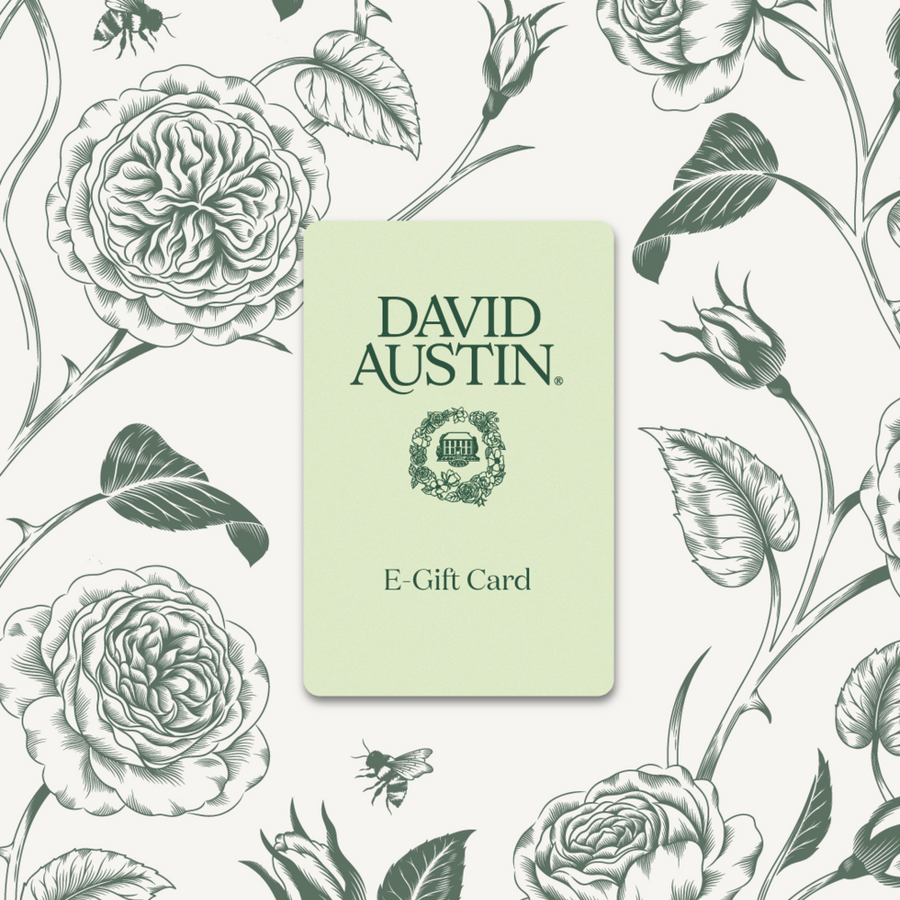 David Austin Roses E-Gift Card