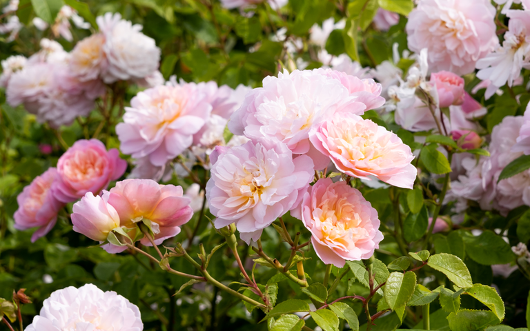 Roses Fit for a King: Honouring Trooping the Colour | David Austin