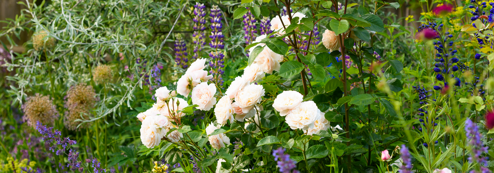 Rose Course Sign up