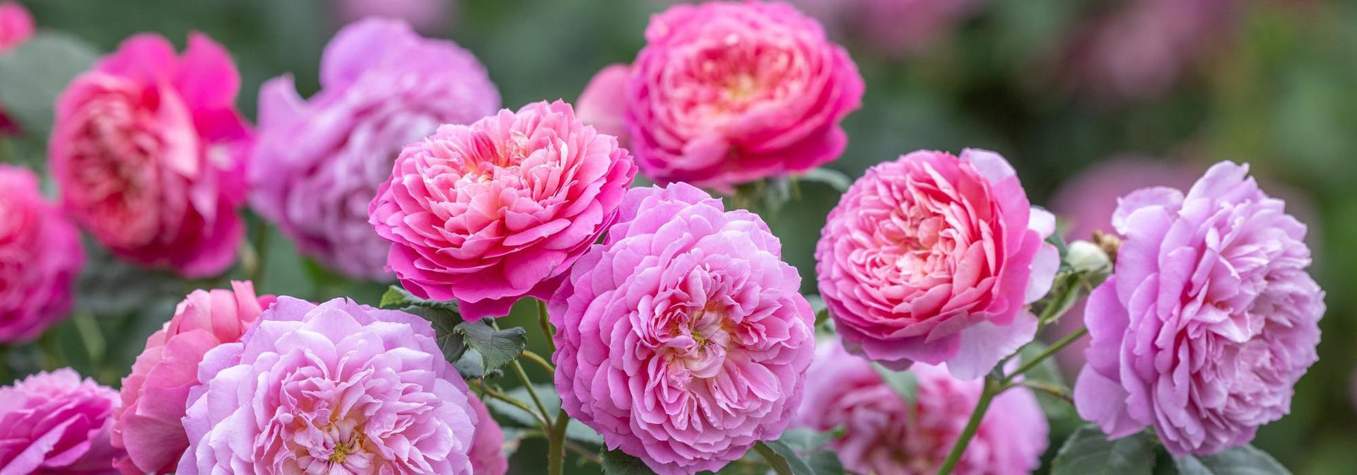 English Roses for Mother’s Day: Stories of connection that bloom acros