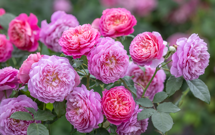 Emma Bridgewater™ Rose launch