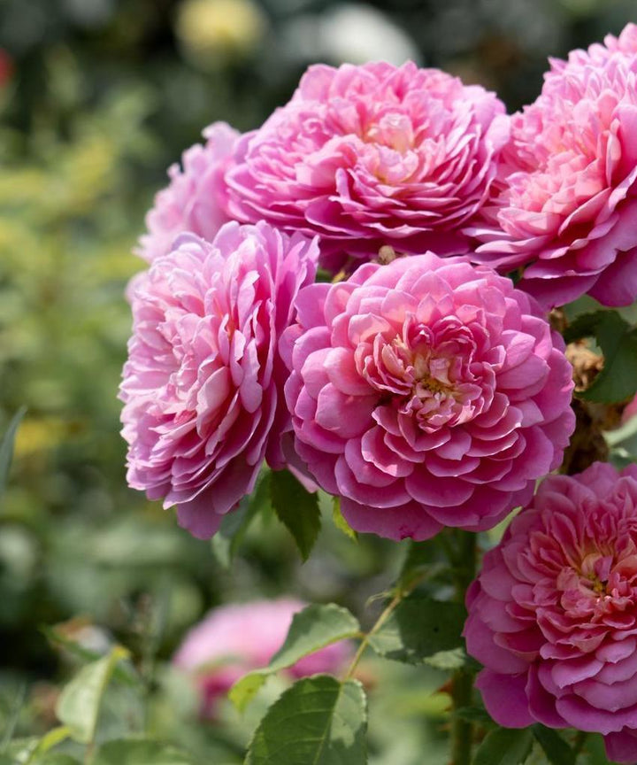 English Roses from David Austin Roses | Bare Root & Potted Plants