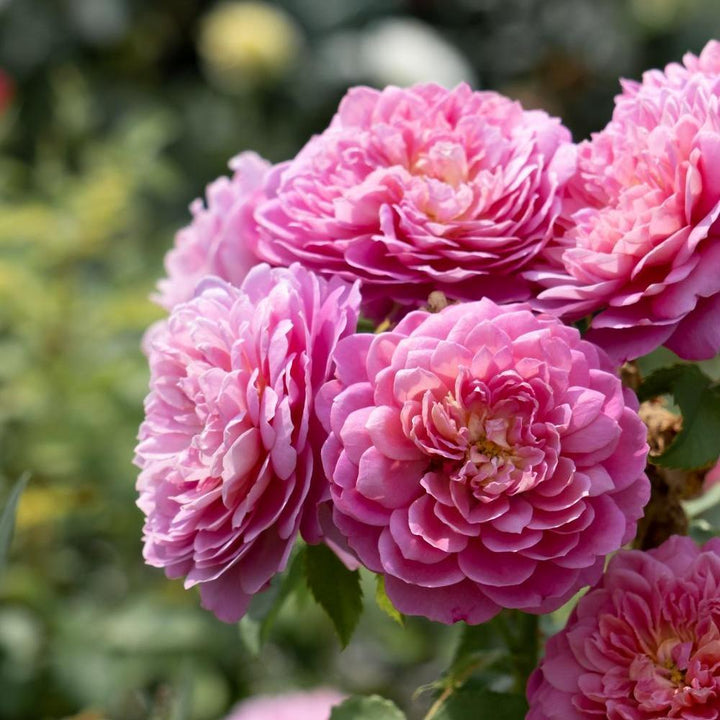 Potted Roses - David Austin Roses