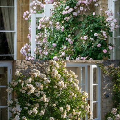 Creating A Living Wall With Climbing Roses