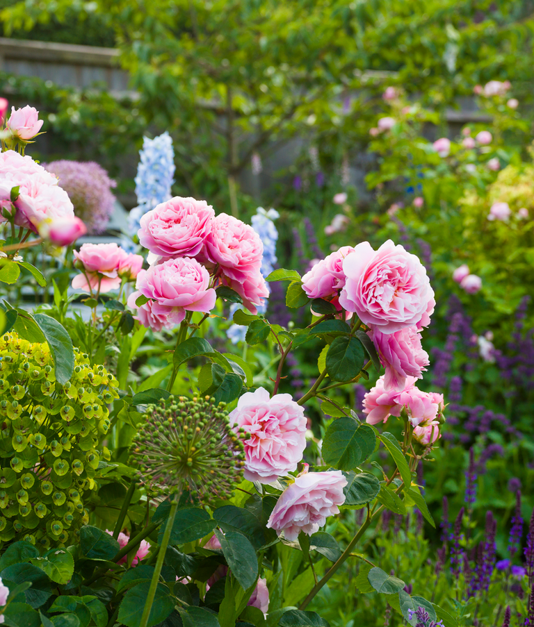 Transform Your Garden with Pink