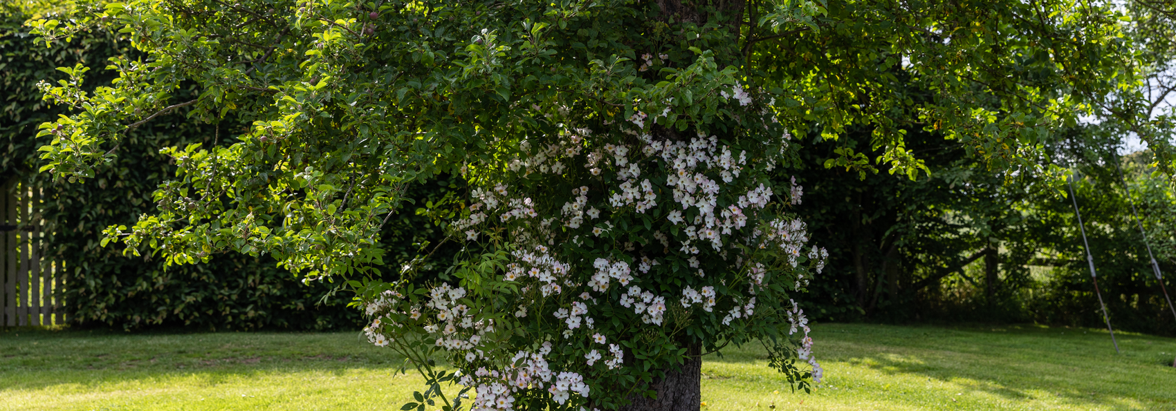 How to grow rambling roses into trees