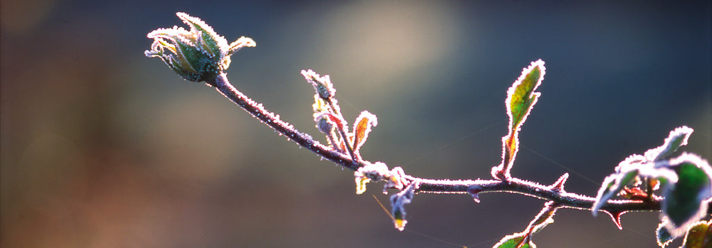 Winter Rose Care: essential tips for roses