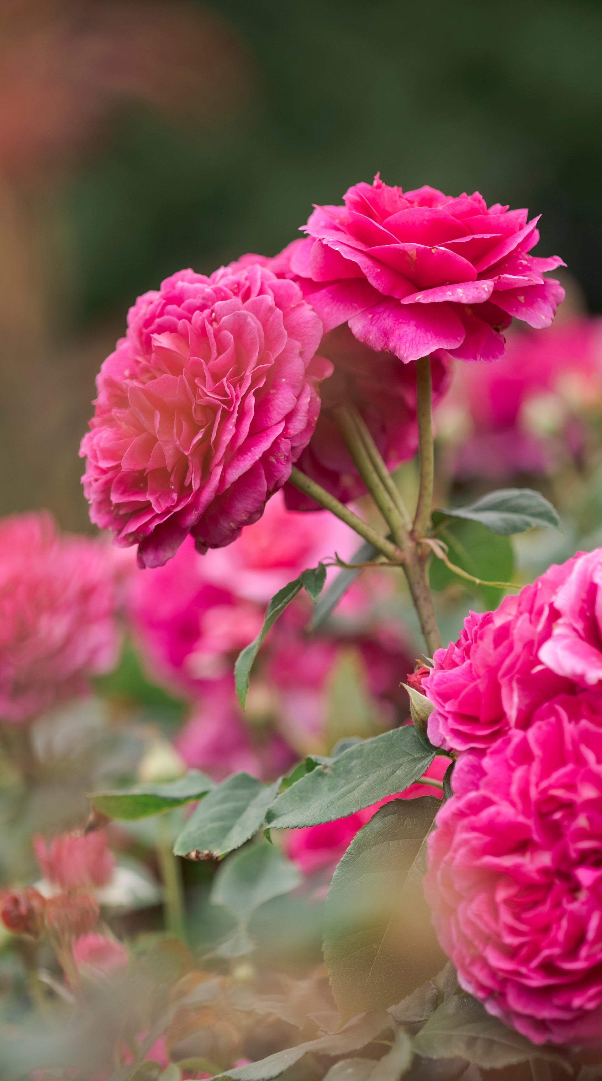 English Roses from David Austin Roses | Bare Root & Potted Plants
