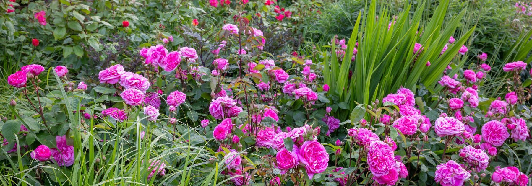 Gertrude Jekyll: The Woman Behind the Name | David Austin