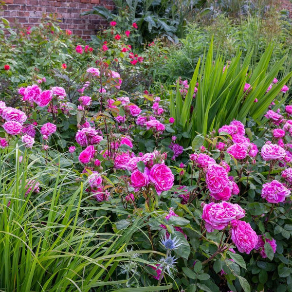 Gertrude Jekyll: The Woman Behind the Name | David Austin