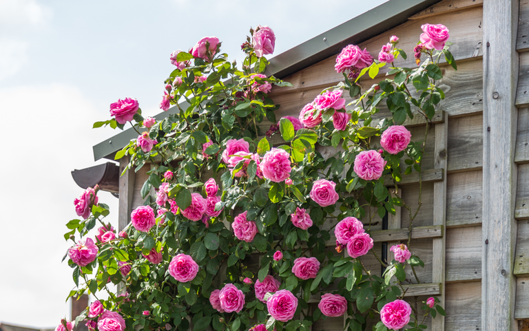 A Guide to Training and Tying in Roses