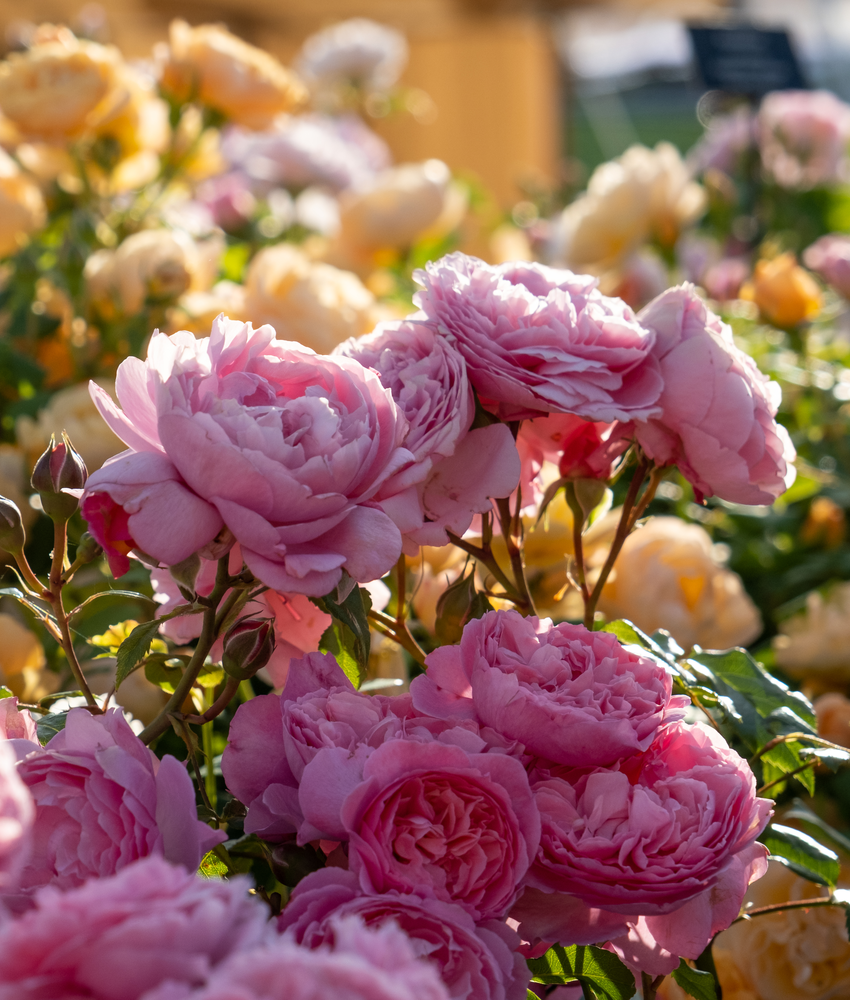 English Roses from David Austin Roses | Bare Root & Potted Plants