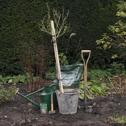 How to Prune Standard Roses | David Austin