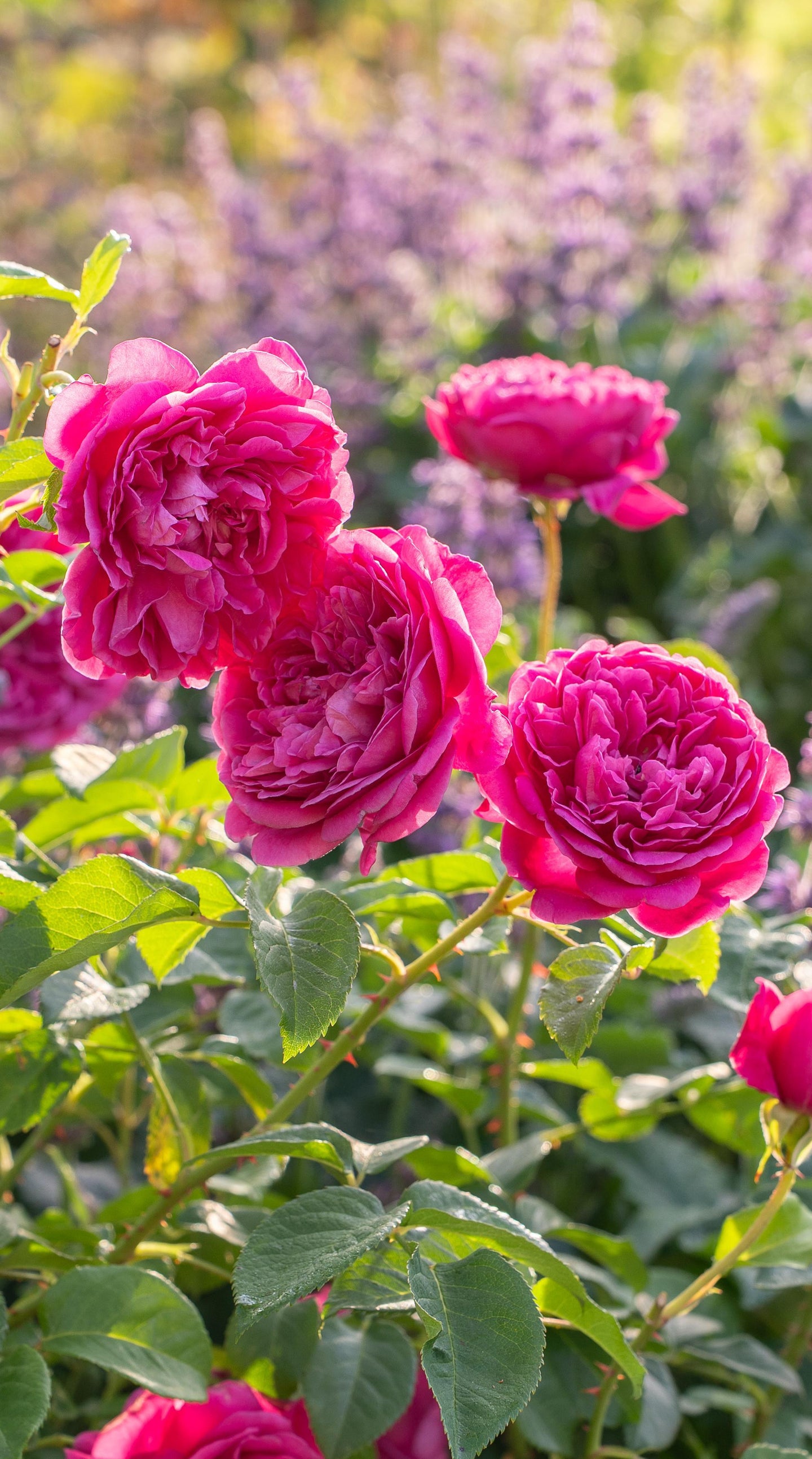 English Roses from David Austin Roses | Bare Root & Potted Plants