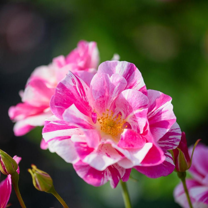 Thornless roses and nearly thornless roses - David Austin Roses