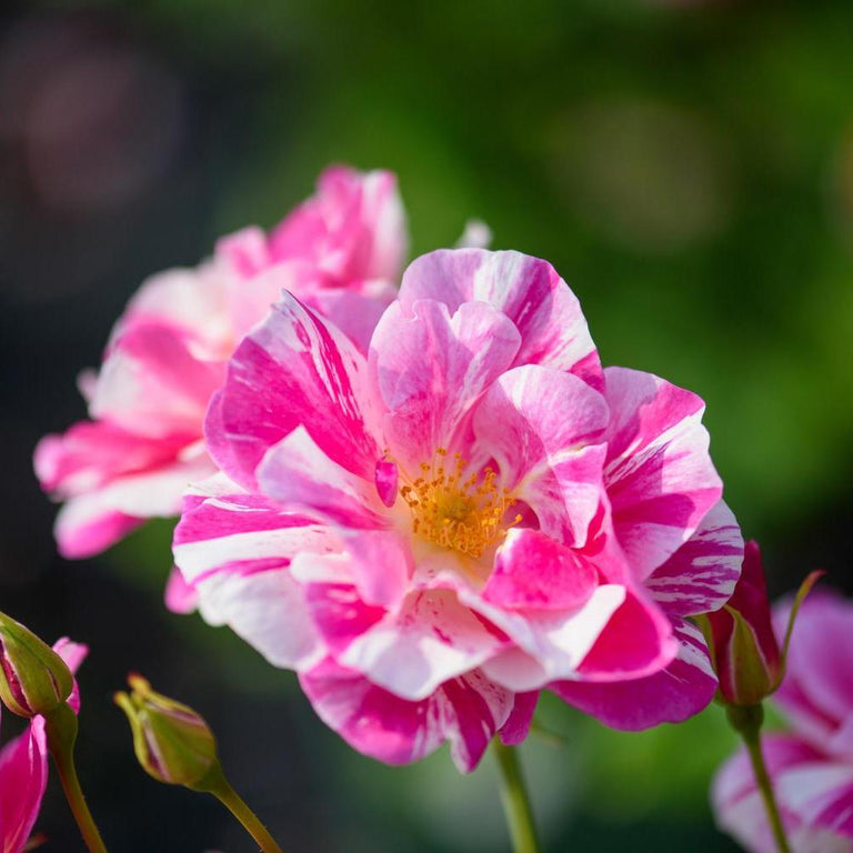 Thornless roses and nearly thornless roses - David Austin Roses