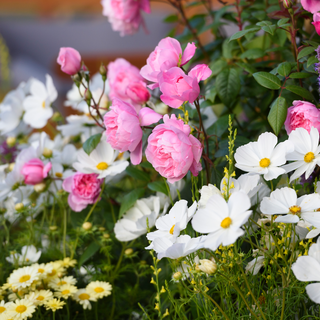 A Guide to Growing Climbing and Rambling Roses in Pots | David Austin