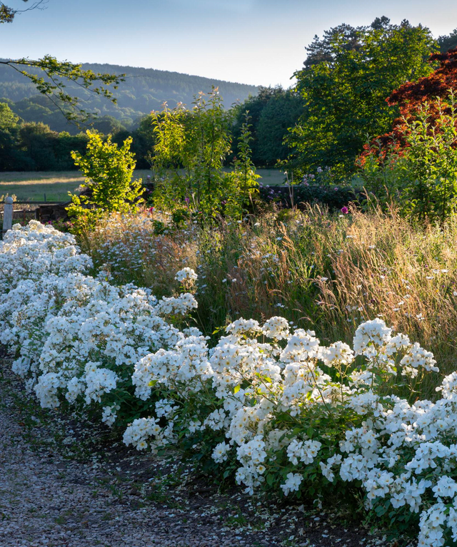 Planting Elegant White English Roses