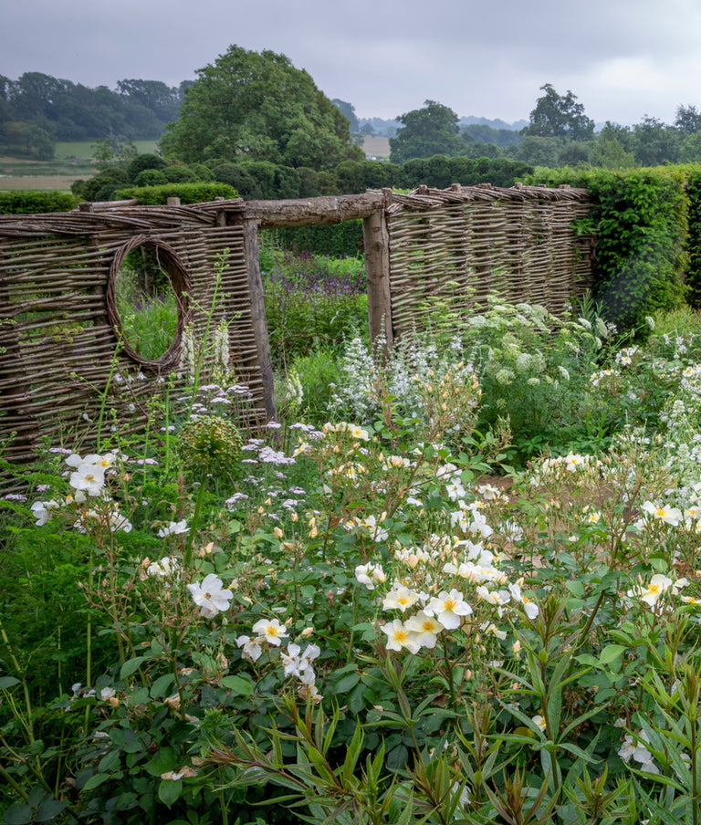 Creating A Magical Moon Garden With English Roses