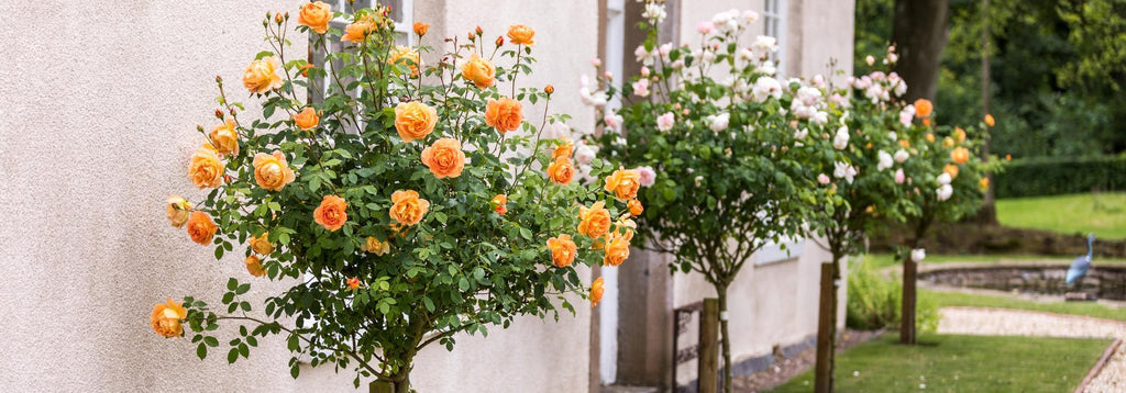 Three ways to use standard roses in your garden