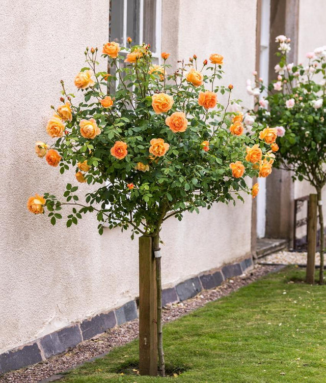 Three ways to use standard roses in your garden