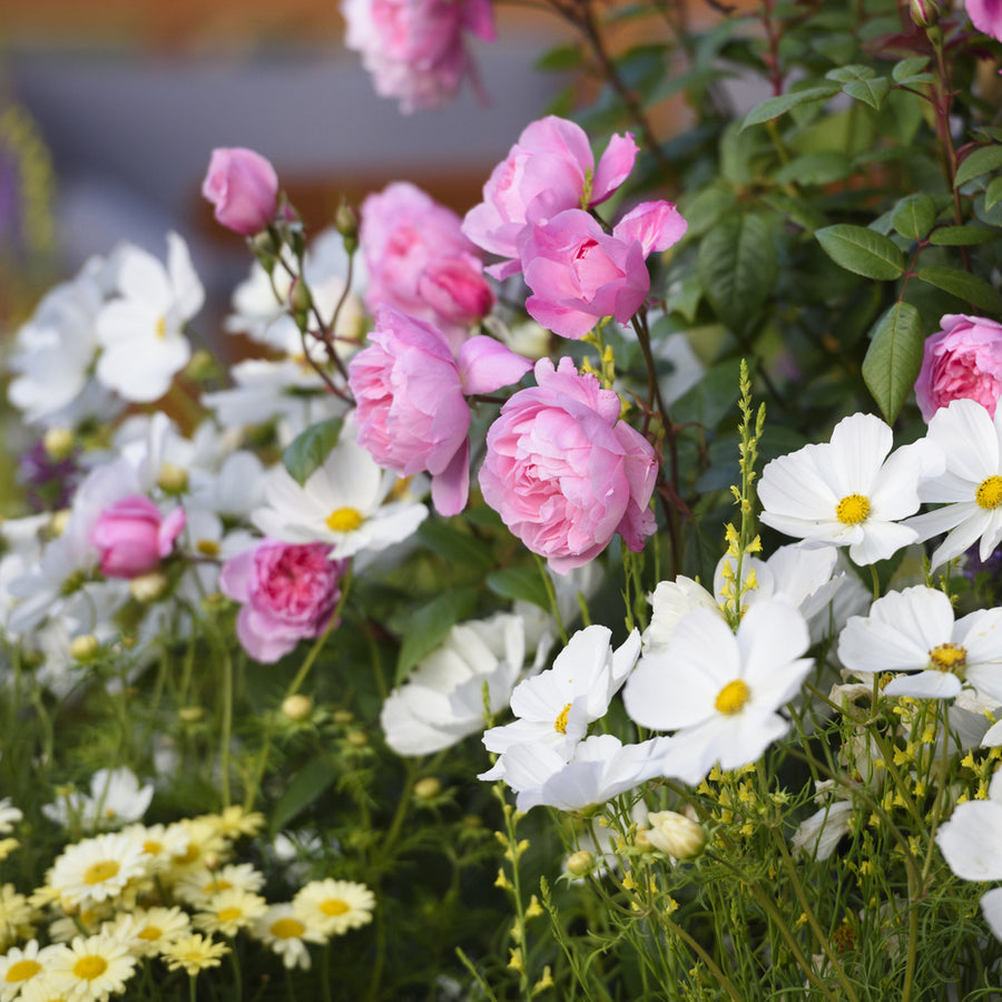 Creating a Dog-Friendly Rose Garden: A Safe and Beautiful Space for Ev