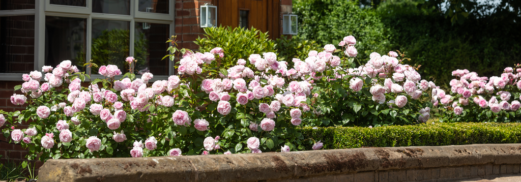 Create Impact with Rose Hedges | David Austin