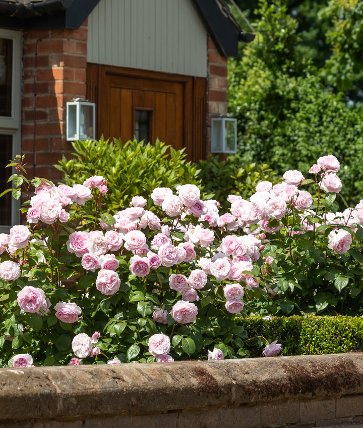 Create Impact with Rose Hedges | David Austin