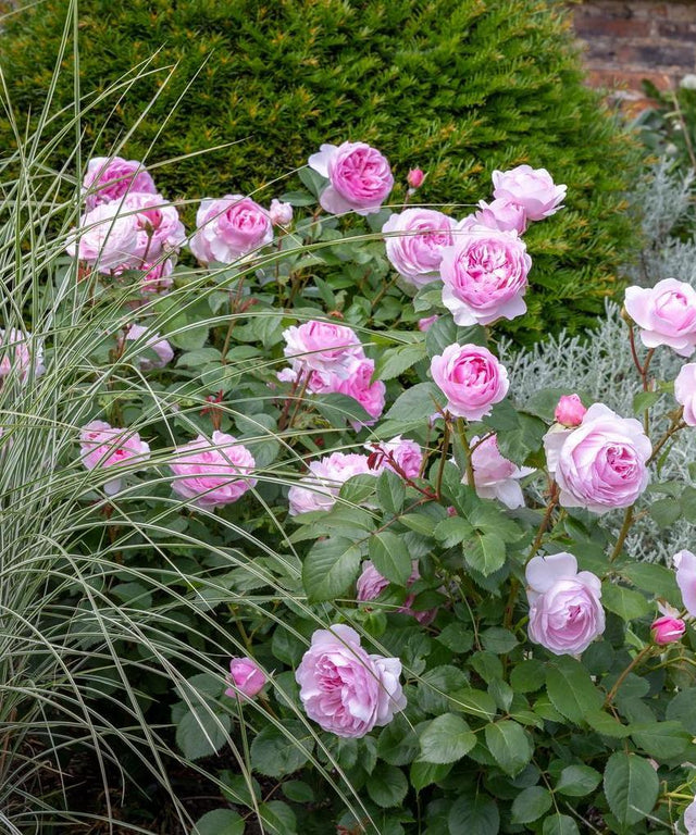Using Olivia Rose Austin® (Ausmixture) In Cottage, Modern And Formal G