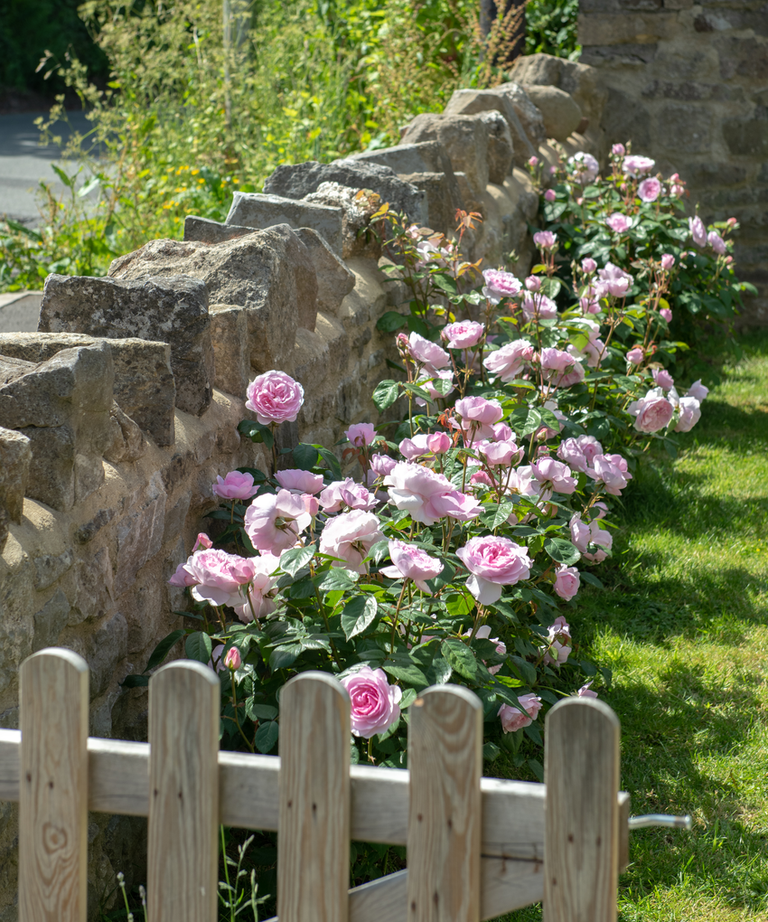 Create Impact with Rose Hedges | David Austin