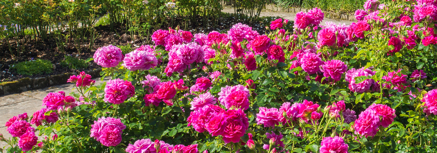 Spotlight on Princess Anne®