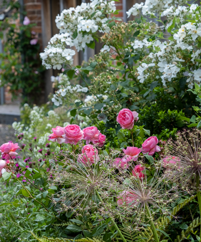 Brighten Your Garden with Roses