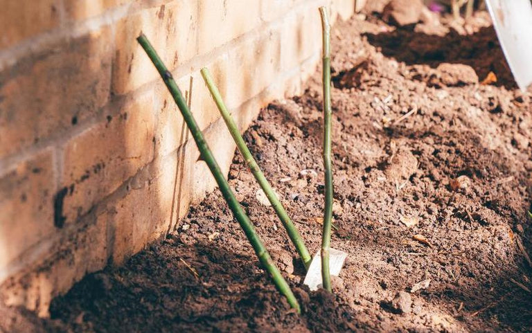 Bare Root Roses: Step-by-Step Guide for Gardens & Pots | David Austin