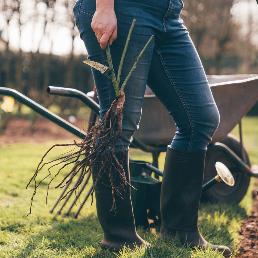How to plant a bare root shrub rose