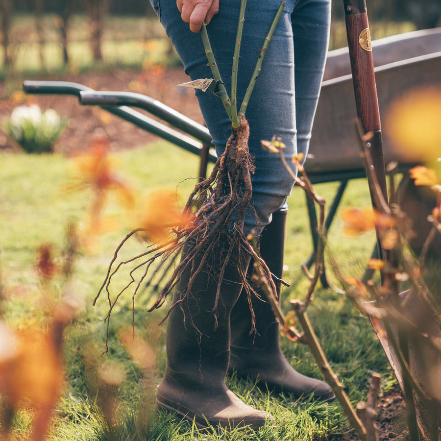 Bare Root Roses: Step-by-Step Guide for Gardens & Pots | David Austin