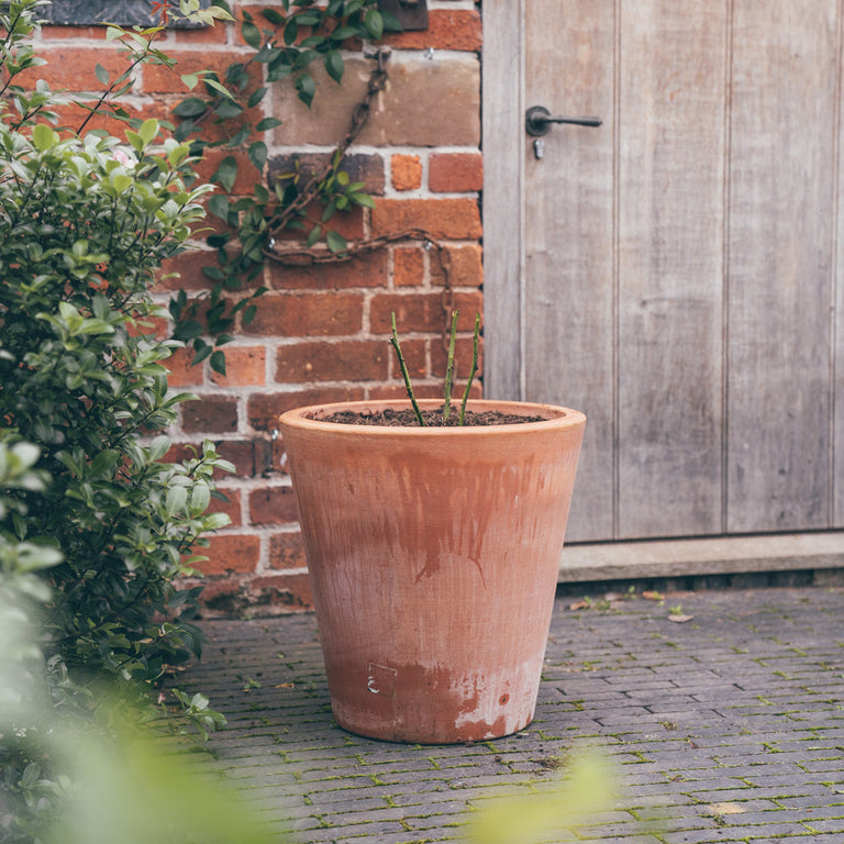 Planting Bare Root Shrub Roses in a Pot: Step-by-Step | David Austin