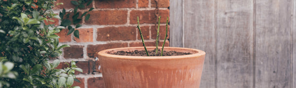 Planting Bare Root Climbing Roses in a Pot | David Austin