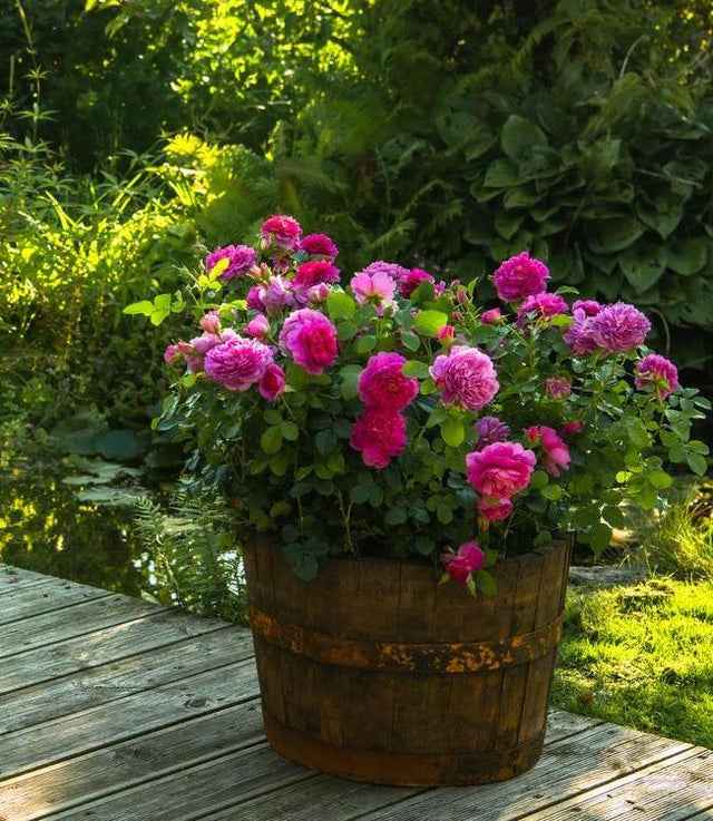 Roses for Pots and Small Spaces | David Austin