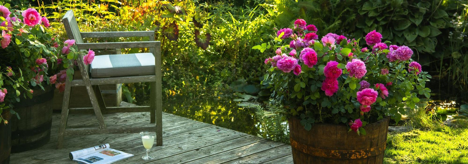 Roses for Pots and Small Spaces | David Austin