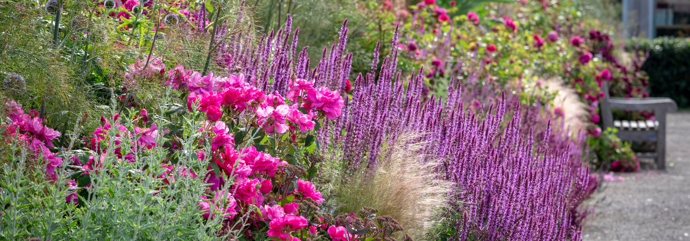 Rosa Gallica Officinalis: The apothecary’s rose in Shakespeare’s garde