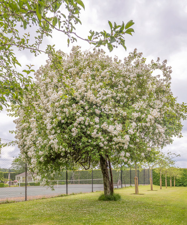 How to Plant Rambling Roses Up Trees